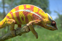 Seeing Words as Chameleons : Wordshop | Vocabulary.com